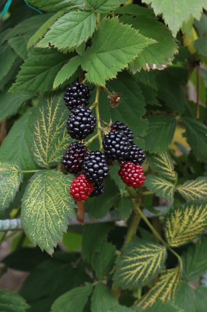 Masaki's diary – ページ 34